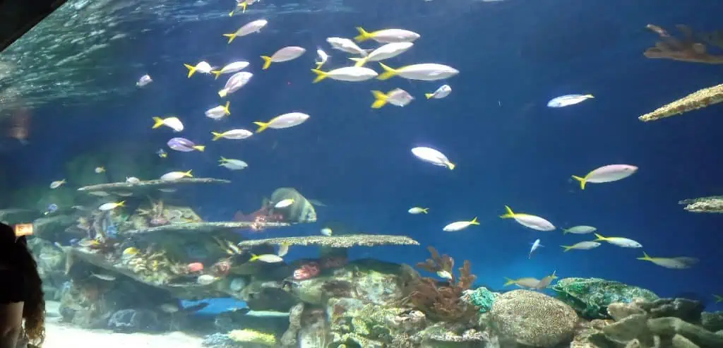 8 Reasons To Visit The Manila Ocean Park - Just In Travel